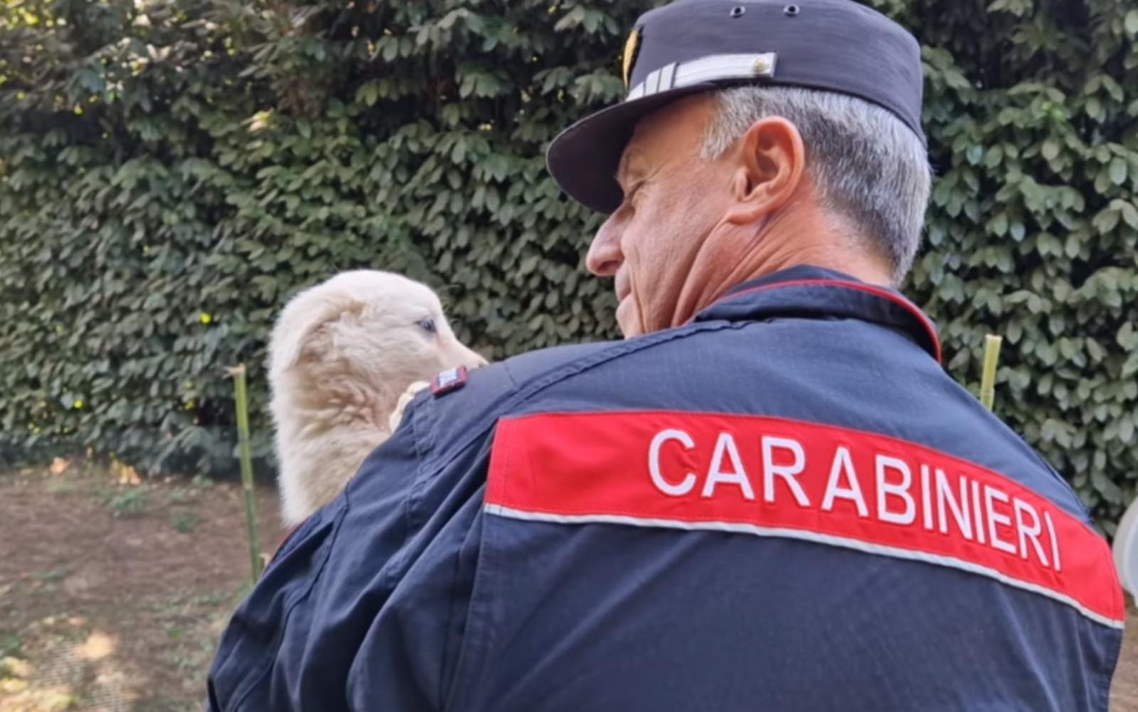 Cane avvelenato al Parco Ristori: appello alla denuncia per fermare i ...
